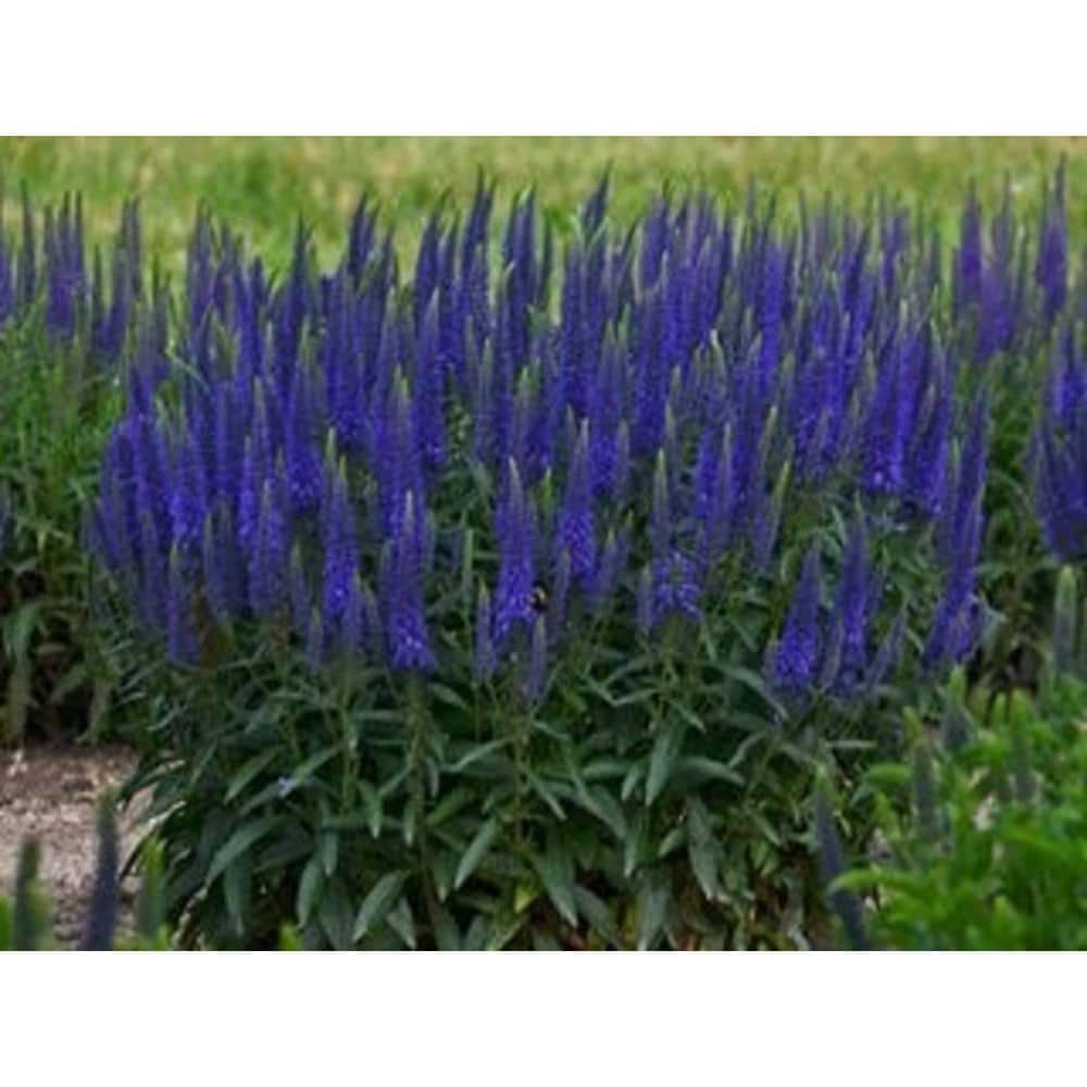 BELL NURSERY 1 Gal. Veronica Plant 688455 - The Home Depot