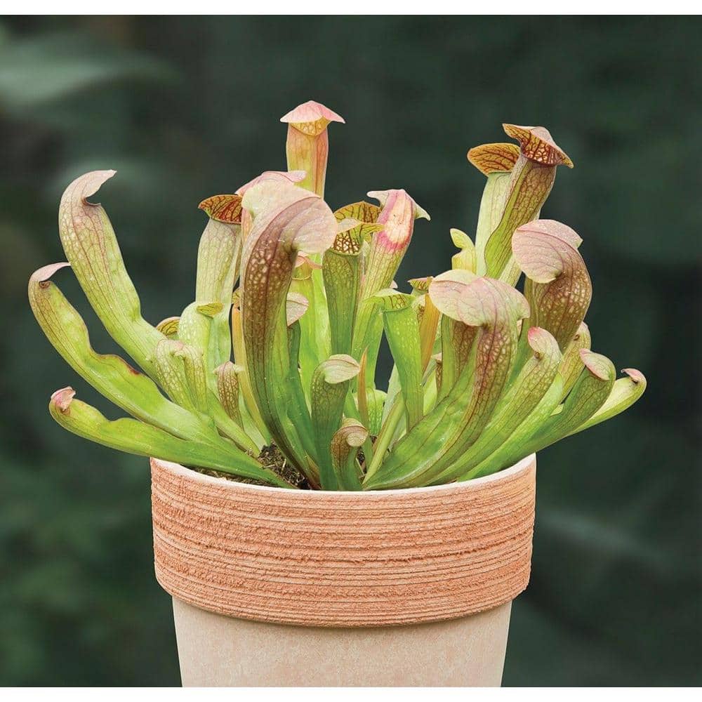 Wekiva Foliage Bug Bat Carnivorous Plant-Live Plant in a 6 Inch Pot ...