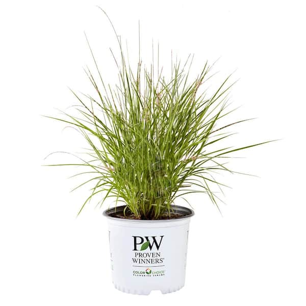 PROVEN WINNERS 2 gal. Prairie Winds Apache Rose Grass Plant 16814 - The ...