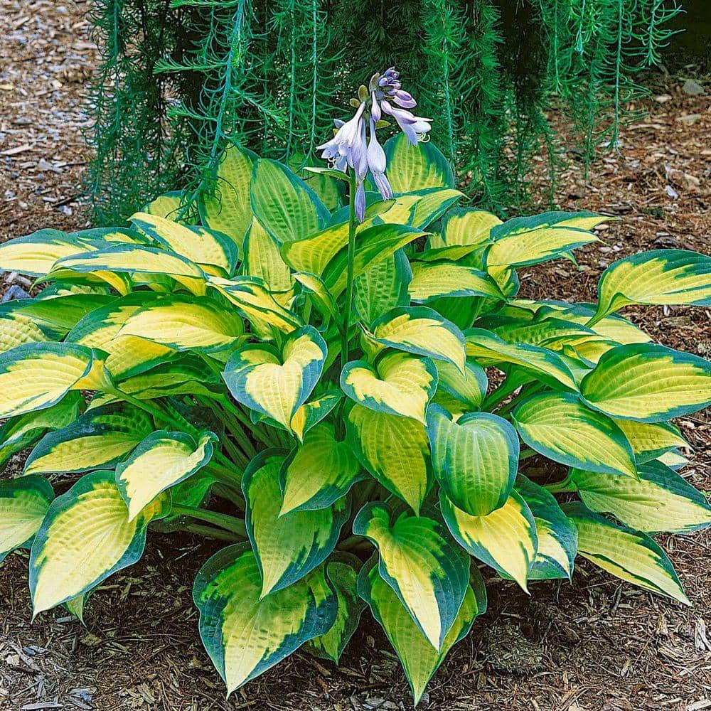 DIRECT GARDENING Paul's Glory Hosta Kit Dormant Bare Root Shade Loving ...