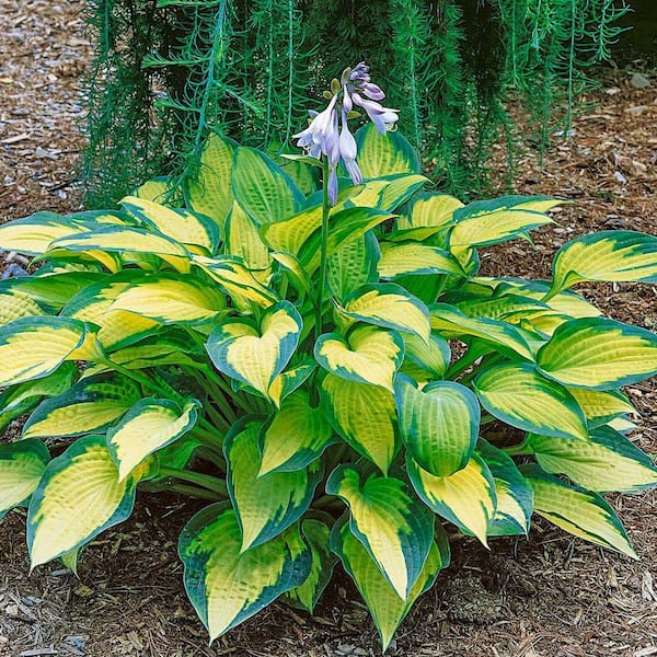 DIRECT GARDENING Paul's Glory Hosta Kit Dormant Bare Root Shade Loving ...