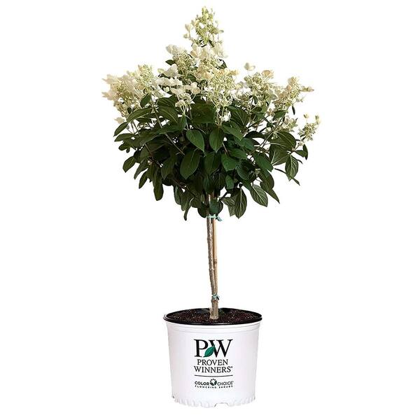 PROVEN WINNERS 5 Gal. Little Quick Fire Hydrangea Shrub (Tree Form ...