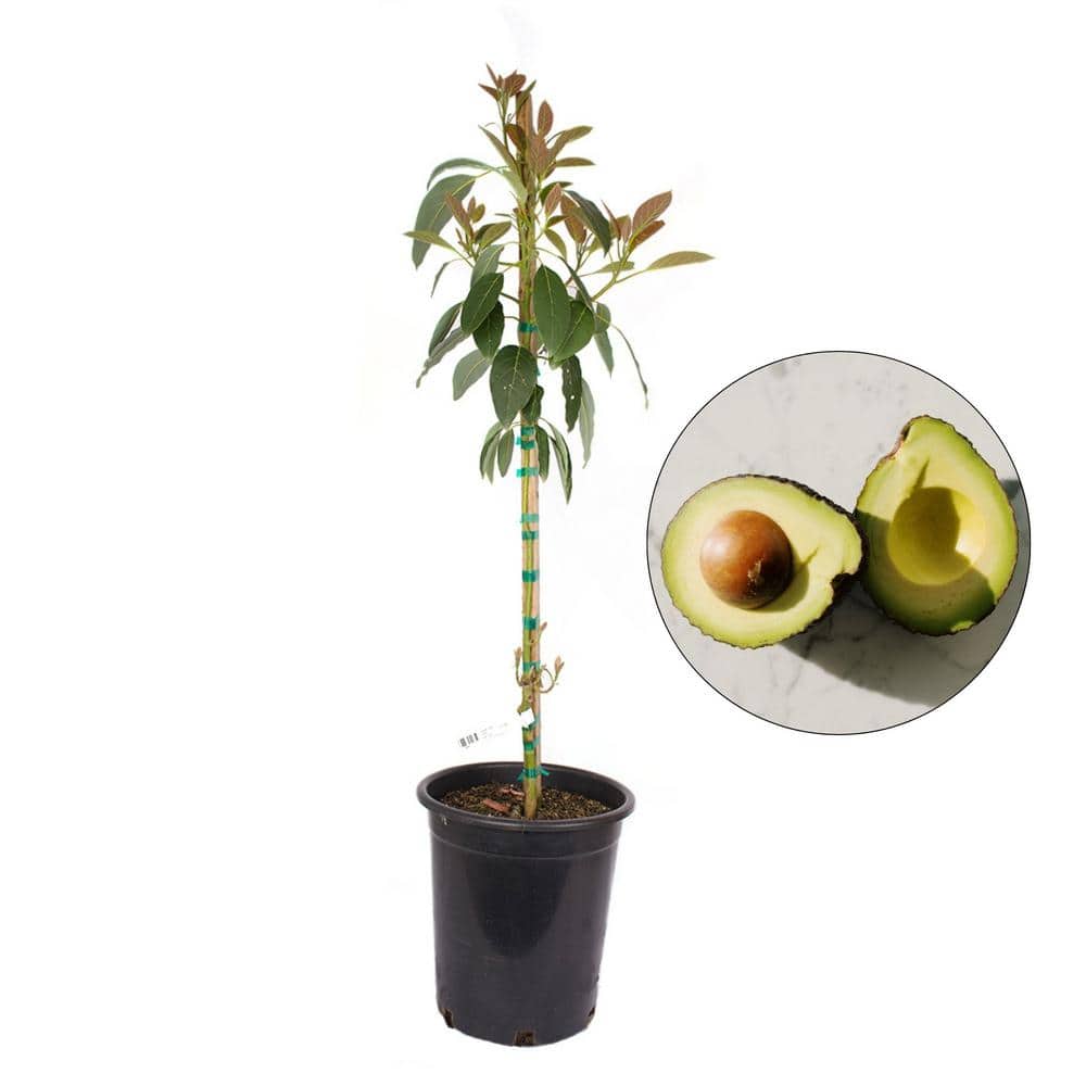 Alder & Oak #5 Container Gem Avocado Tree AVGE05 - The Home Depot