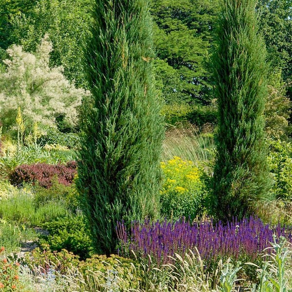 Gardens Alive! 1 Gal. Pot Skyrocket Upright Juniper Shrub, Potted ...