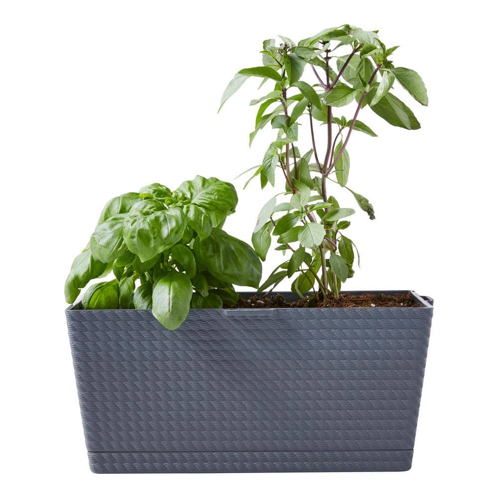 Bonnie Plants 0.75 Gal. Sweet and Thai Basil Windowsill Combo 202554 ...