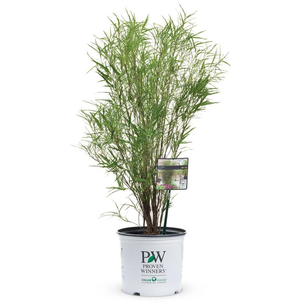 PROVEN WINNERS 3 Gal. Ron Williams Fine Line Buckthorn Deciduous Live ...