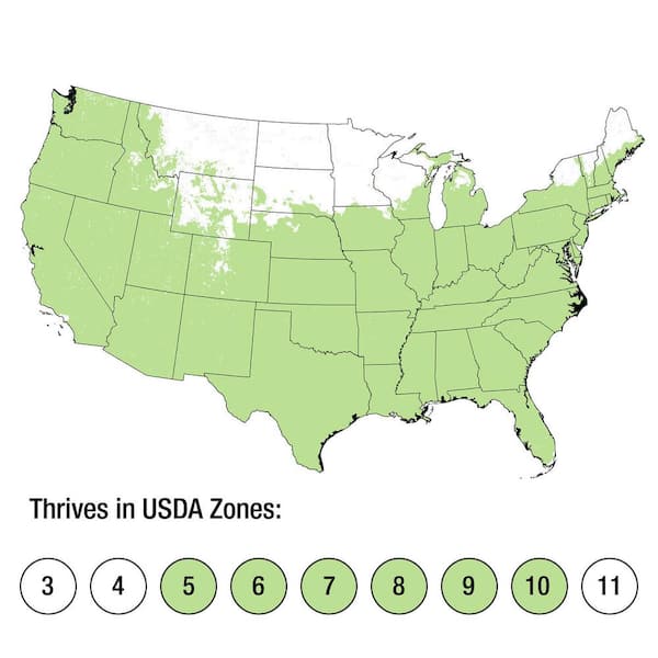 BUTTERFLY CANDY 1.5 Gal. Lil' Raspberry Butterfly Bush (Buddleia) Live ...