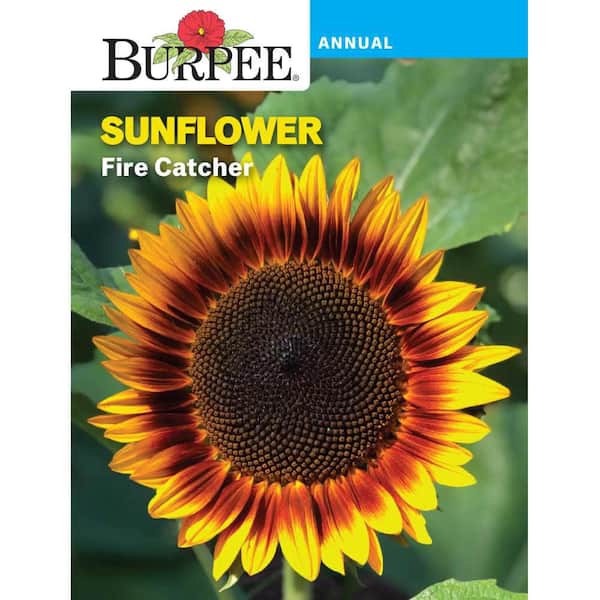 Burpee Sunflower Fire Catcher Flower Seed 39165 - The Home Depot