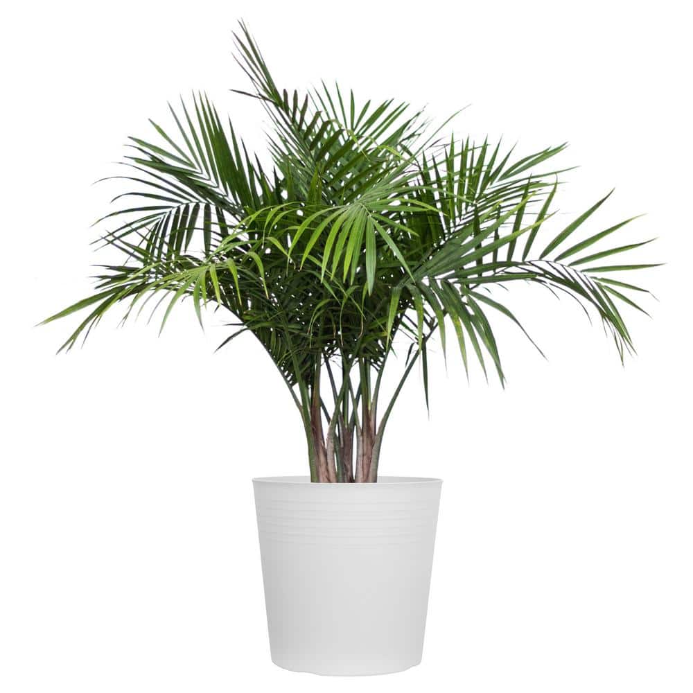 United Nursery Majesty Palm Live Indoor Outdoor Plant in 10 inch White ...