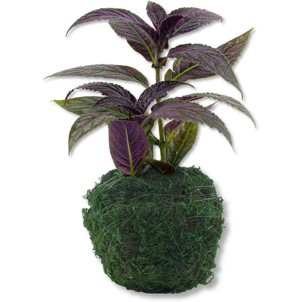Wekiva Foliage Persian Shield Plant in Moss Planter-Live Starter Plant ...