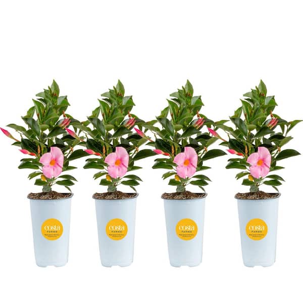 Costa Farms Firefly Petunia Live Outdoor Plant in 45mm Mesh Plug Avg ...