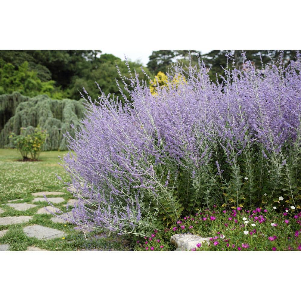 Online Orchards 1 Gal. Perovskia Denim Lace Plant with Purple Blossoms ...