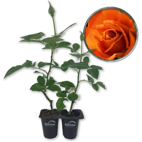 Wekiva Foliage Pumpkin Patch Rose Bush-2 Live Starter Plants in 2 in ...