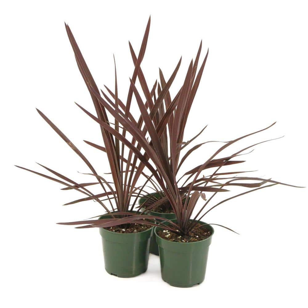 national PLANT NETWORK 3.5 in. Cordyline Red Star Annual Plant (3-Pack ...