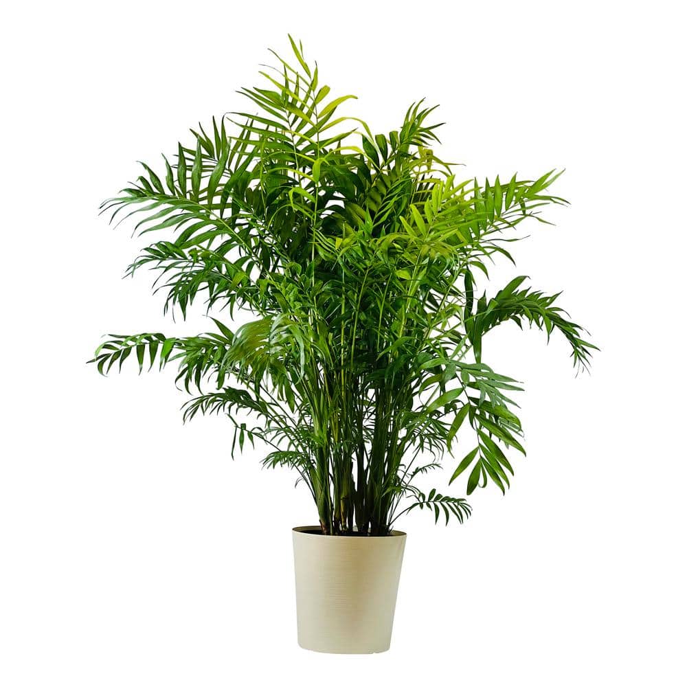 Pure Beauty Farms 1.9 Gal Palm Neanthe Bella Plant in 9.25 In. designer ...