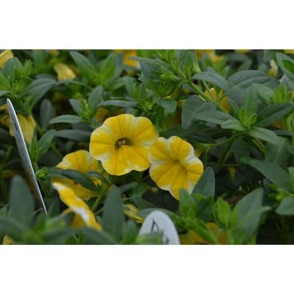 PROVEN WINNERS 1 qt. PW Calibrachoa Yellow Chif Grande with Yellow ...