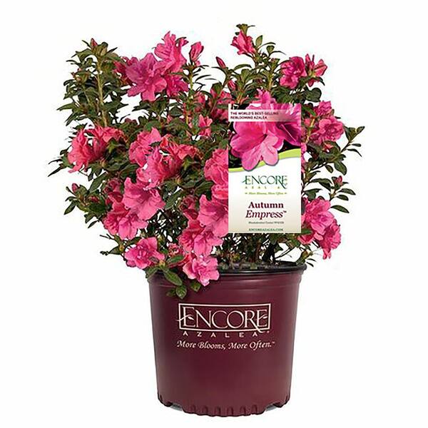 ENCORE AZALEA 3 Gal. Autumn Empress Azalea Shrub with Semi-Double Pink ...