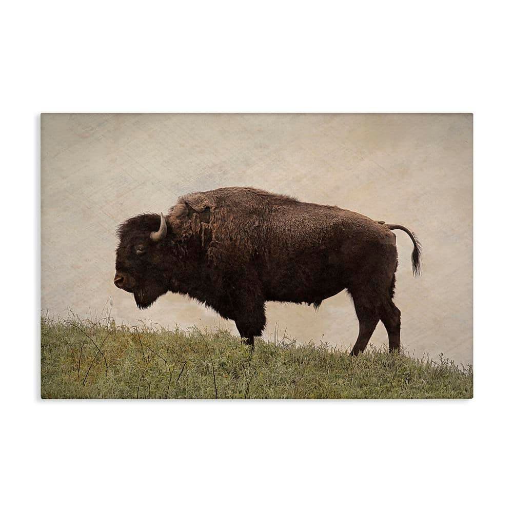 Stupell Industries Serene Buffalo on Country Hill by Steve Toole ...