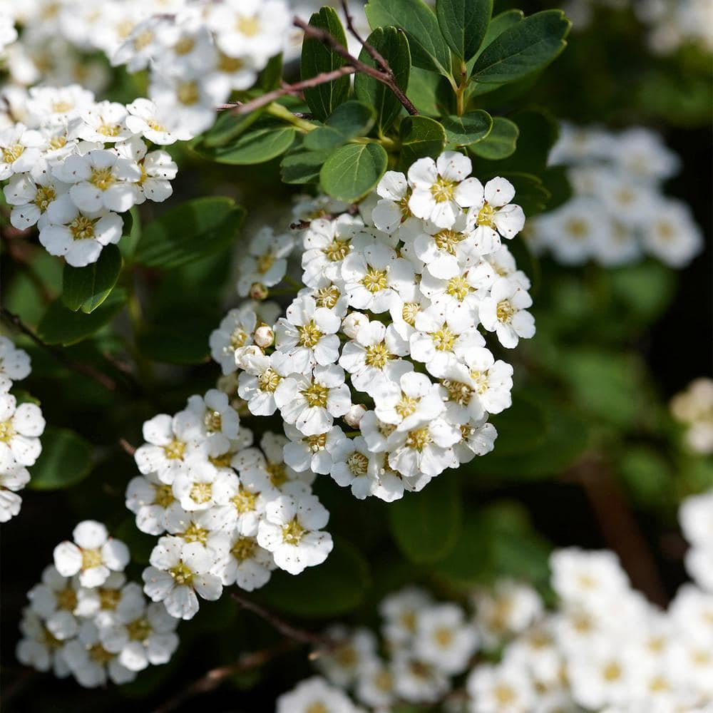 Spring Hill Nurseries 2.25 Gal. Pot, Snowmound Spirea, Live Deciduous ...