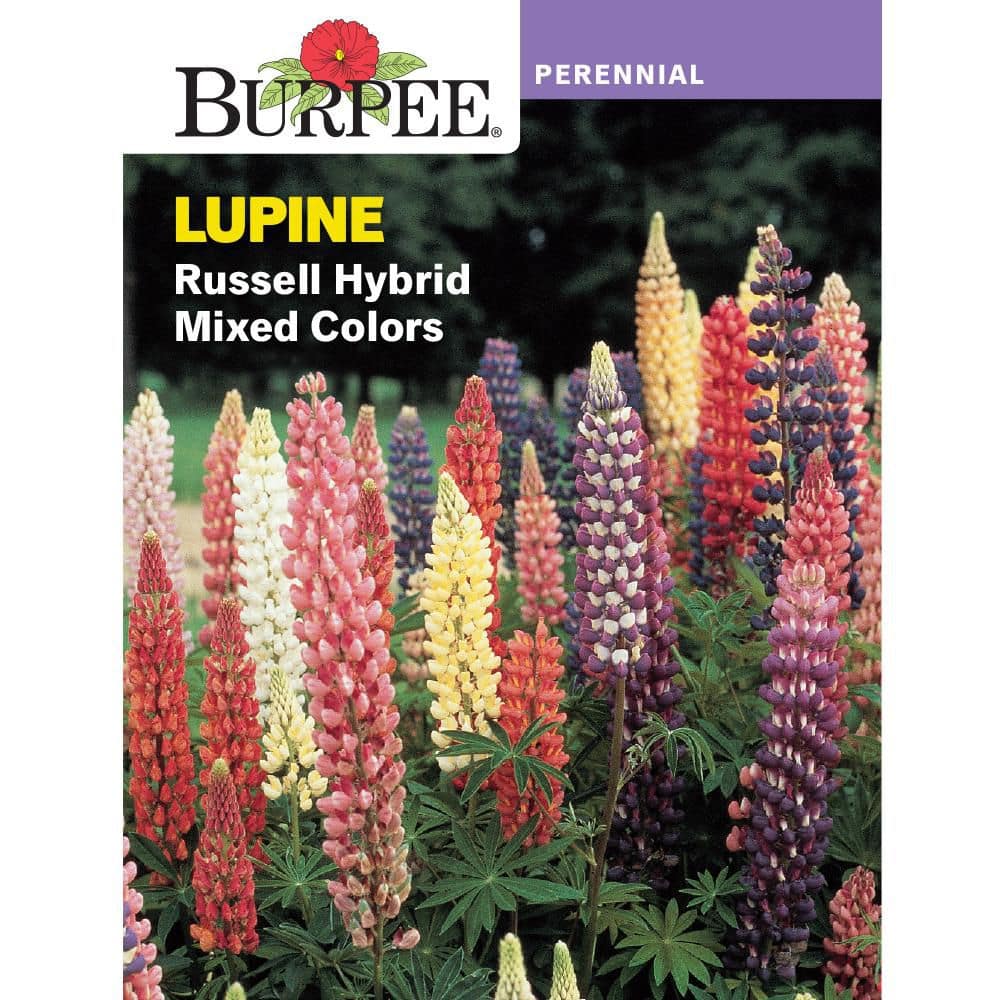 Burpee Perennial Lupine Russell Hybrid Mixed Colors Flower Seed 43929 ...