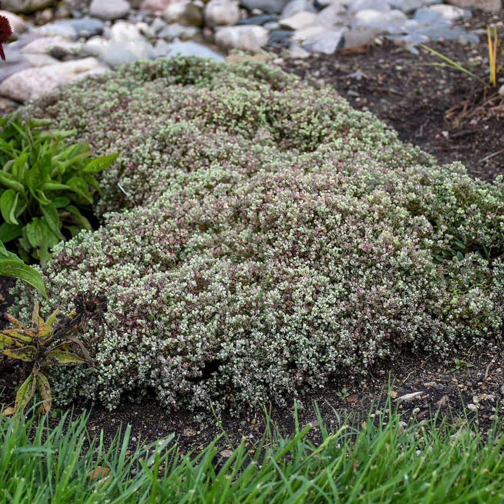 DIRECT GARDENING Larinum Park White Flowering Sedum Dormant Bare Root ...