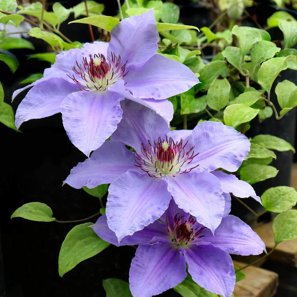national PLANT NETWORK 1 Qt. Clematis Vancouver Sea Breeze Perennial ...