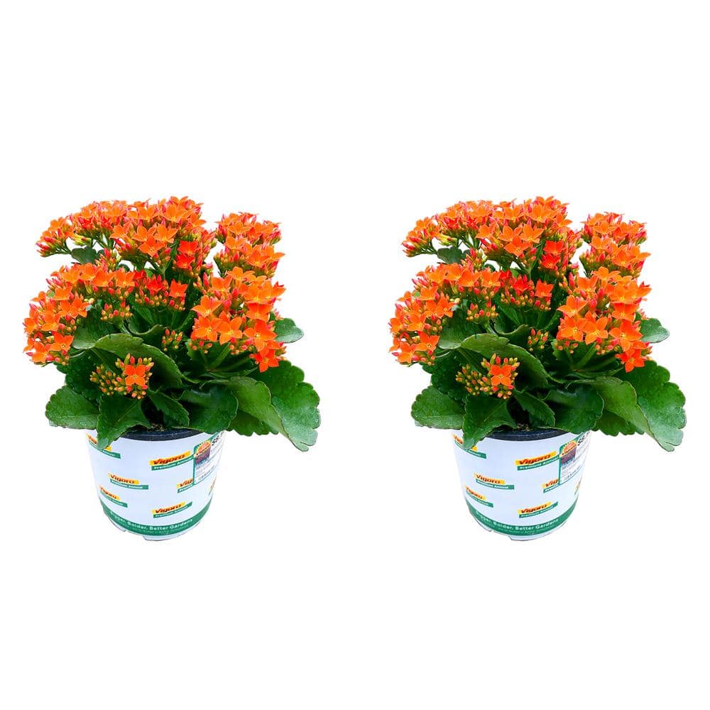 Vigoro 1 Qt. Kalanchoe Petero Orange Live Annual Plant (2-Pack) 1602 ...