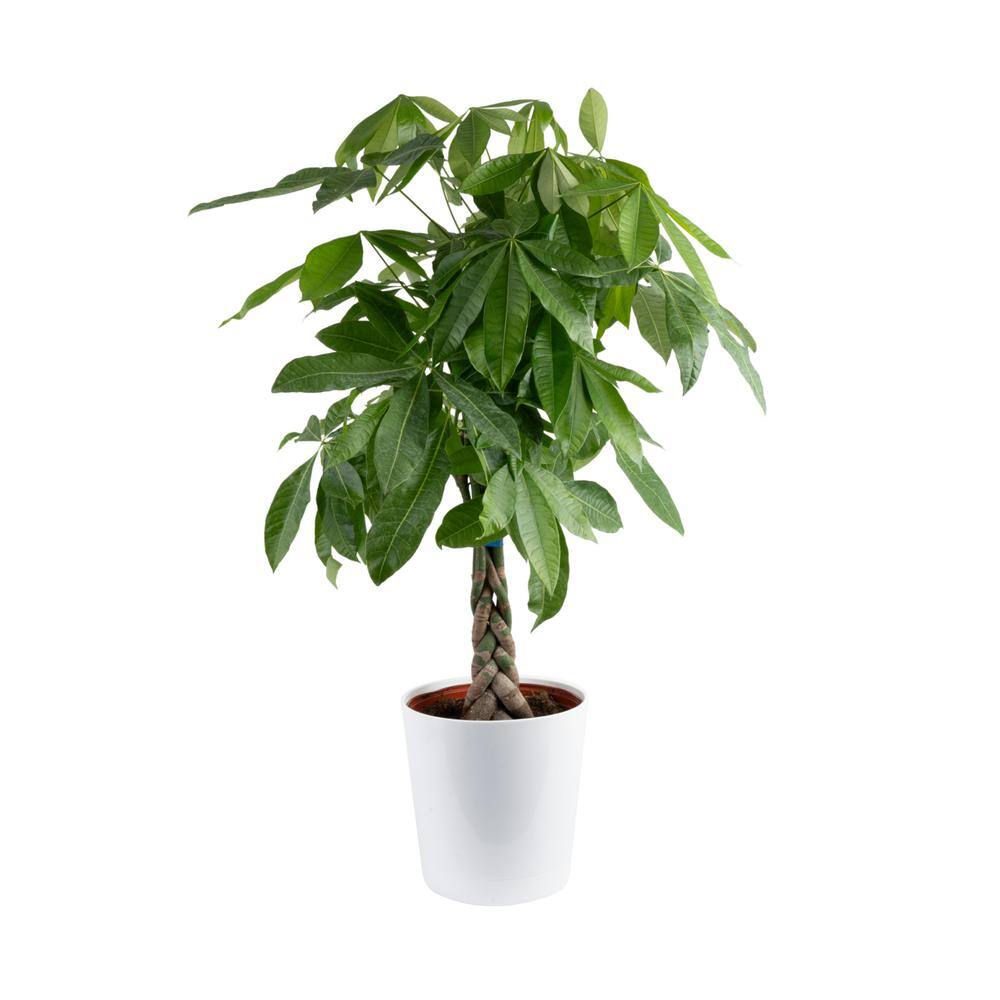 Costa Farms Pachira Braid Indoor Money Tree Plant in 10 in. Decor ...