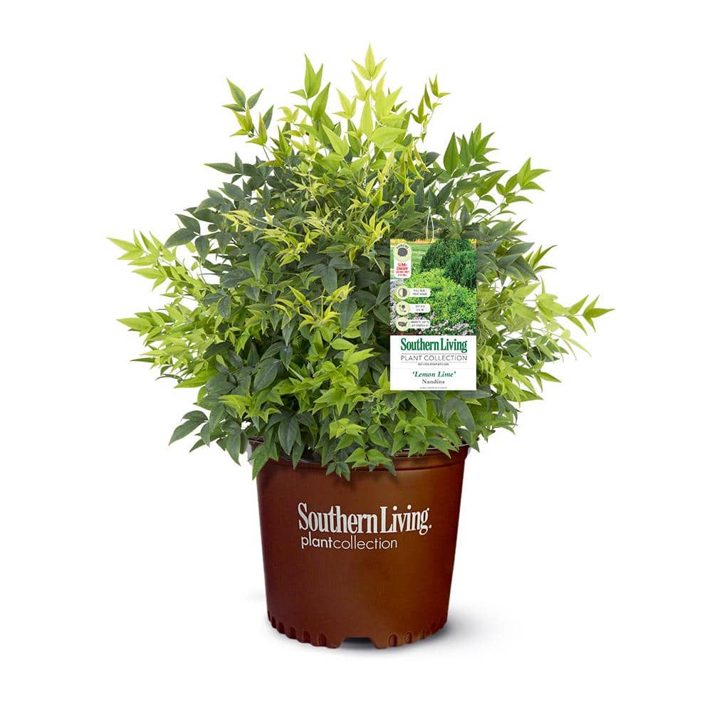 SOUTHERN LIVING 2 Gal. Lemon Lime Nandina Shrub with Lime Green Foliage ...