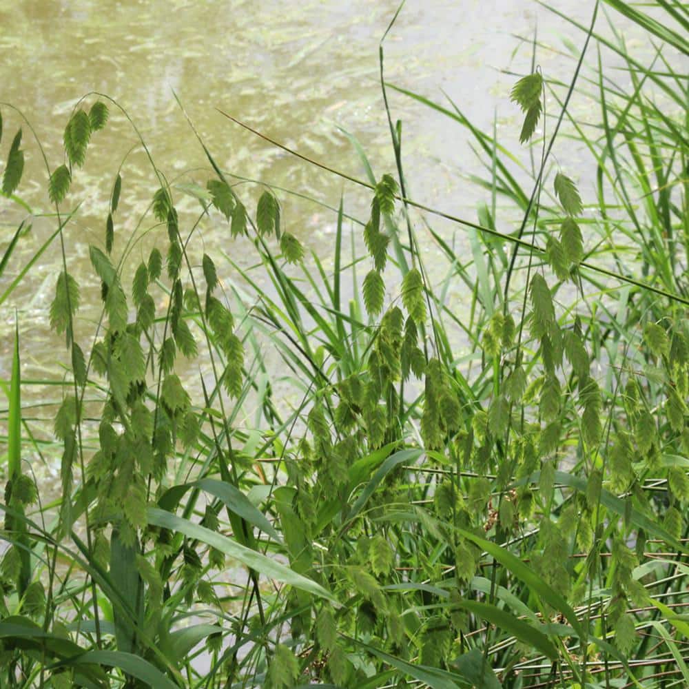 VAN ZYVERDEN Ornamental Grass River Oats One 3.25 in. Dormant Potted ...