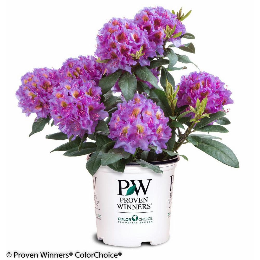 PROVEN WINNERS 2 Gal. Dandy Man Purple Rhododendron Live Flowering ...
