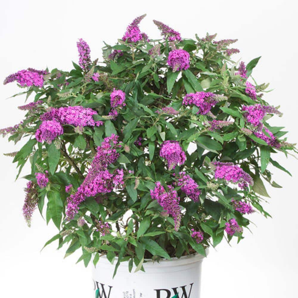 Reviews for PROVEN WINNERS 2 Gal. Pugster Periwinkle Butterfly Bush (Buddleia) Live Shrub with ...