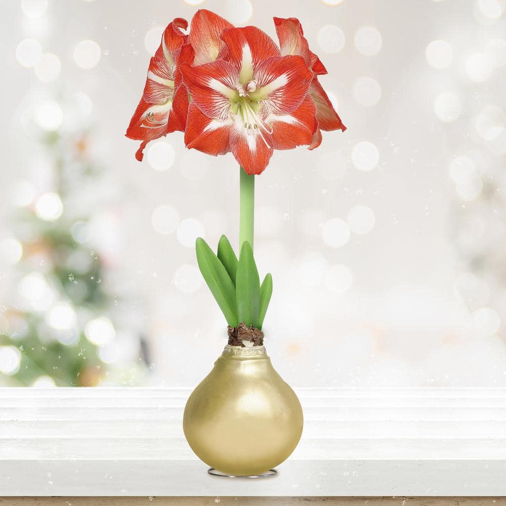 Garden State Bulb Gold Waxed Minerva Amaryllis Flower Bulb, 30/32cm (1 ...