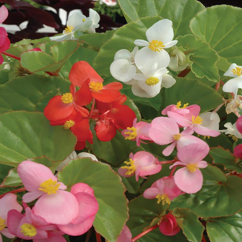 BELL NURSERY 6 in. Green Begonia Plant 1556 - The Home Depot