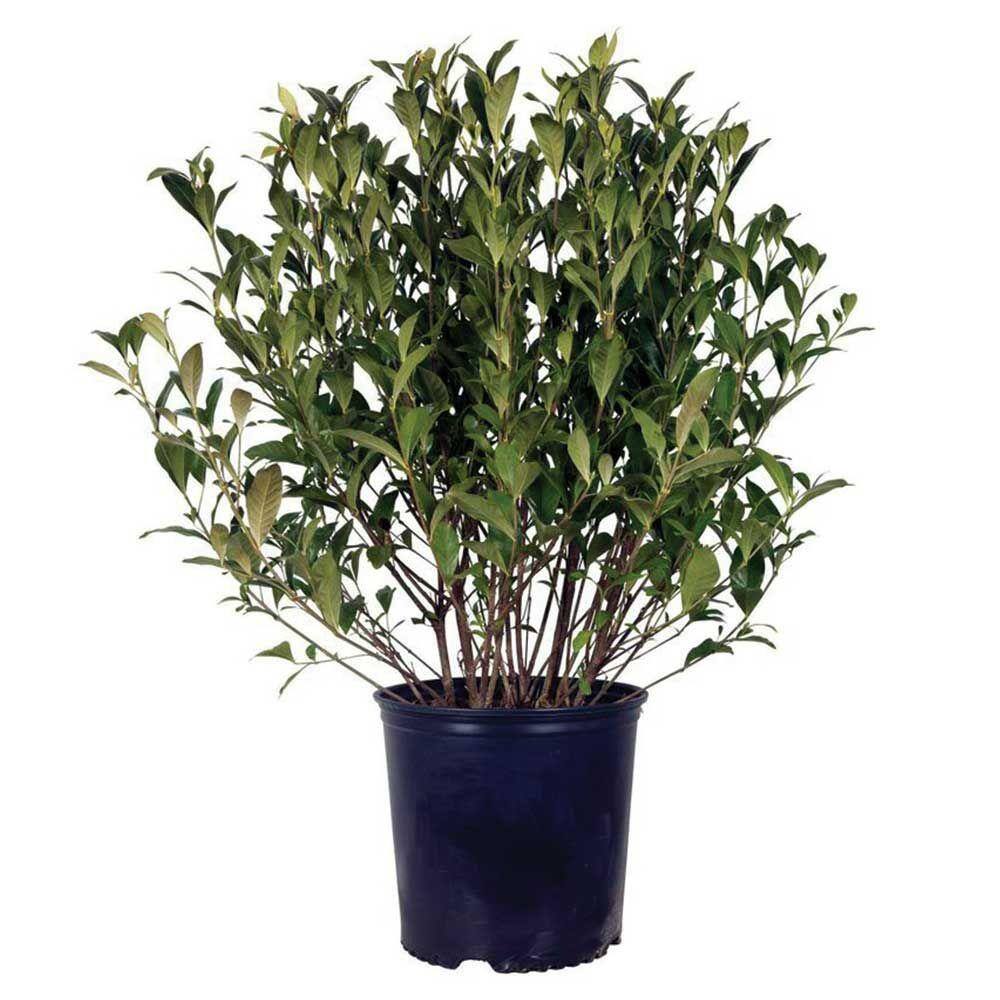 FLOWERWOOD 2.5 Gal - August Beauty Gardenia, Live Evergreen Shrub ...