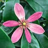 Spring Hill Nurseries Stellar Ruby Magnolia Starter Tree, Live Bare ...