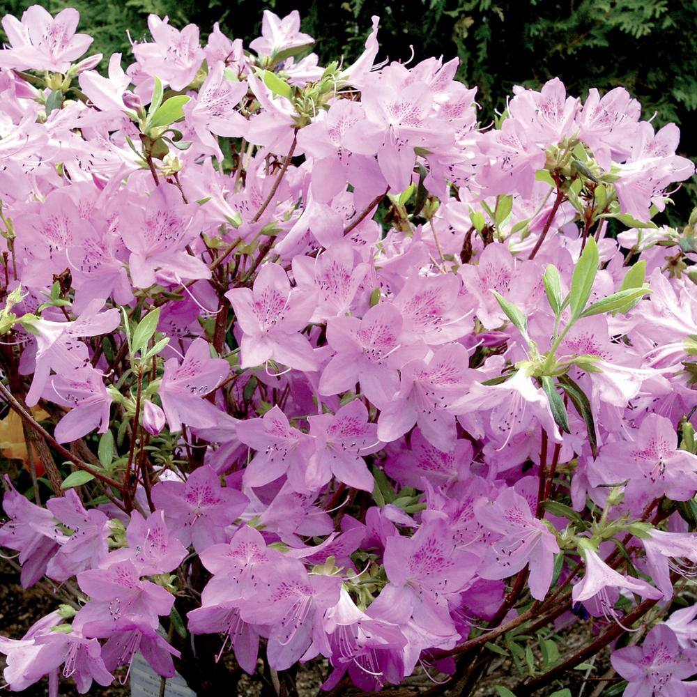 Spring Hill Nurseries 2.50 qt. Pot, Poukhanense Azalea Shrub Flowering ...
