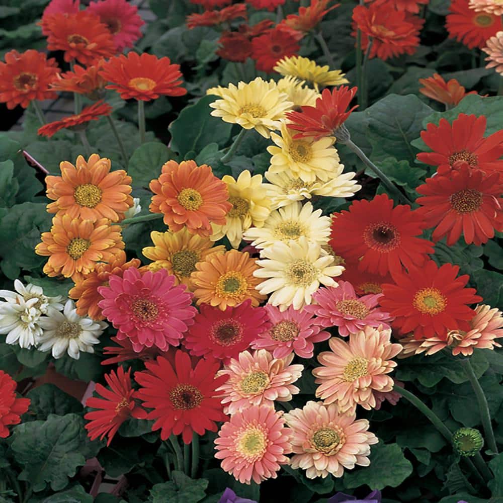 BELL NURSERY 2.4 Gal. 10 in. Transvaal Daisy Plant 2419 - The Home Depot