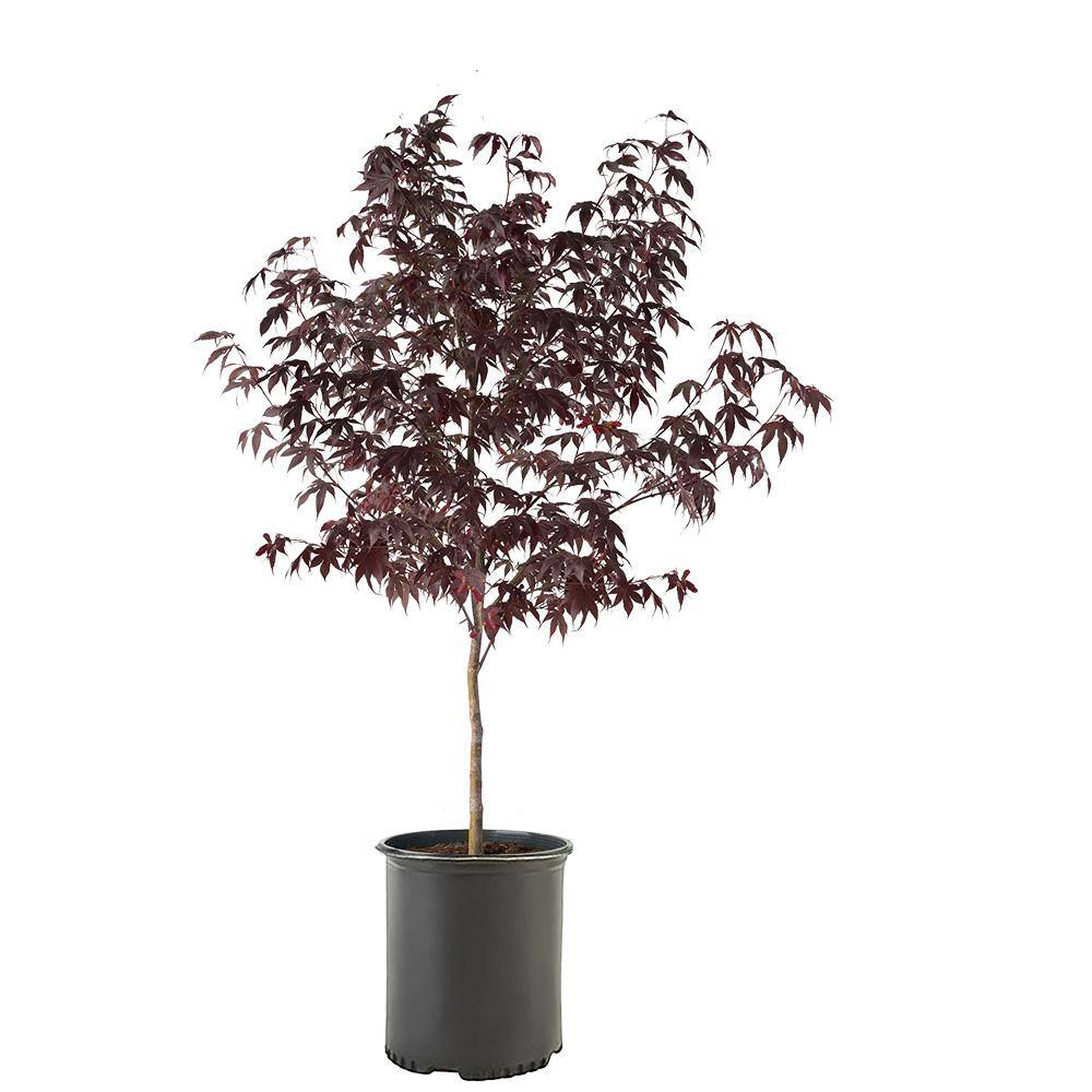 3 Gal. Bloodgood Japanese Maple Tree with Red Foliage 17537 - The Home ...