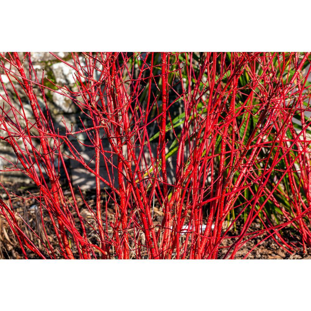 Online Orchards 1 Gal. Arctic Fire Dogwood Shrub With Fiery Red Winter ...