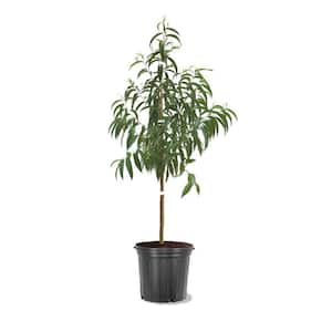 #5 pot Bonfire Patio Peach Tree PCHBON05G - The Home Depot