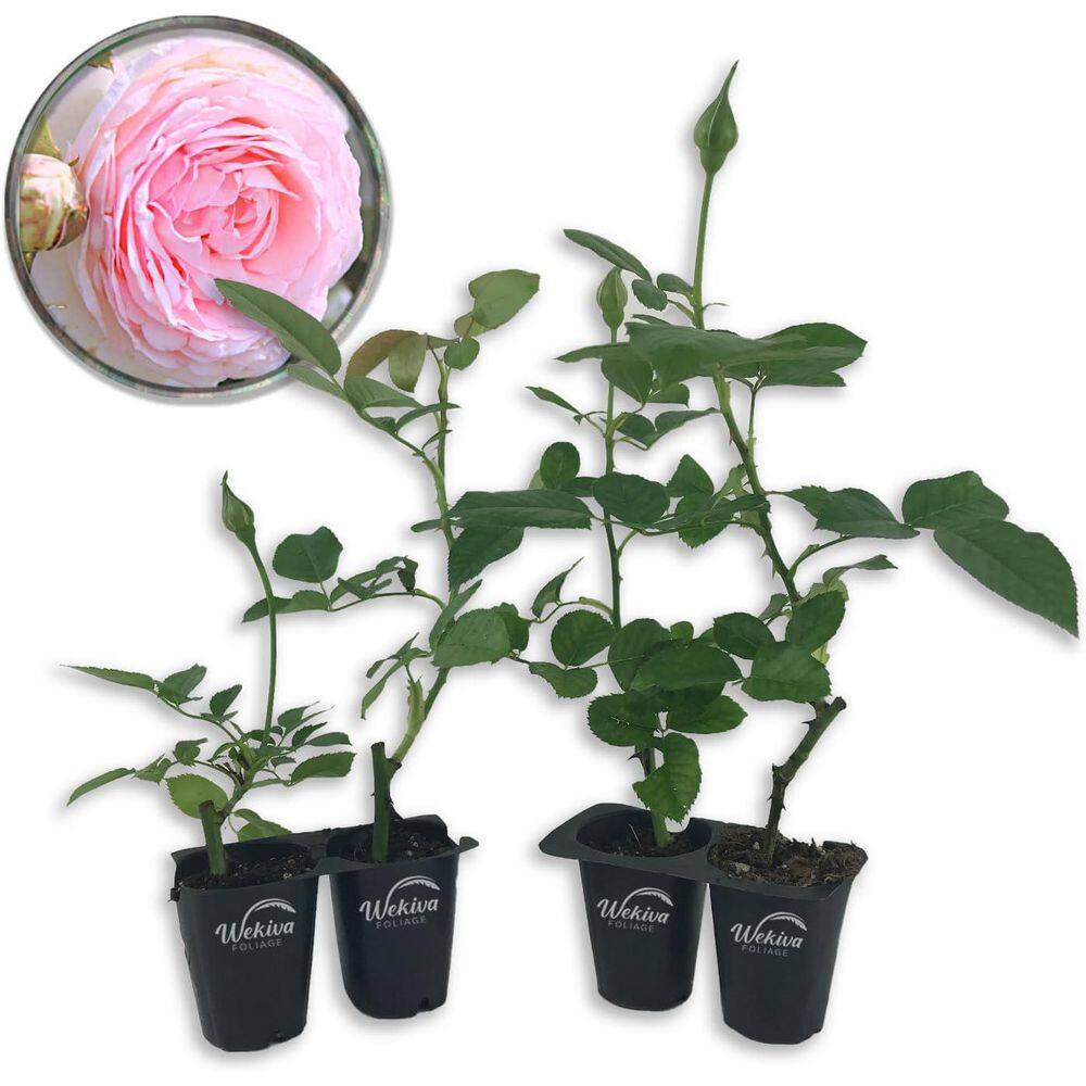 Wekiva Foliage Old English Pink Rose Bush 4-Live Starter Plants in 2 in ...