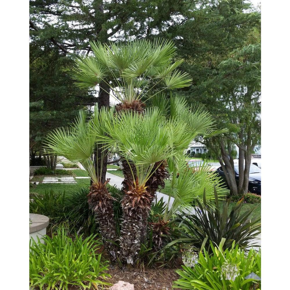 Wekiva Foliage European Fan Palm-Live Plant in a 10 in. Growers Pot ...
