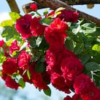 national PLANT NETWORK Bareroot Blaze Climbing Rose (2-Piece) HD1390 ...