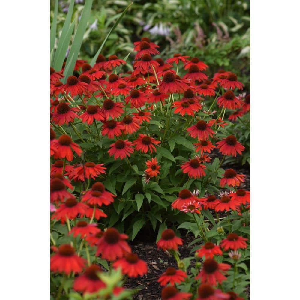 Vigoro 1 Gal. Echinacea Lakota Fire Plant with Red Blossoms in Grower ...