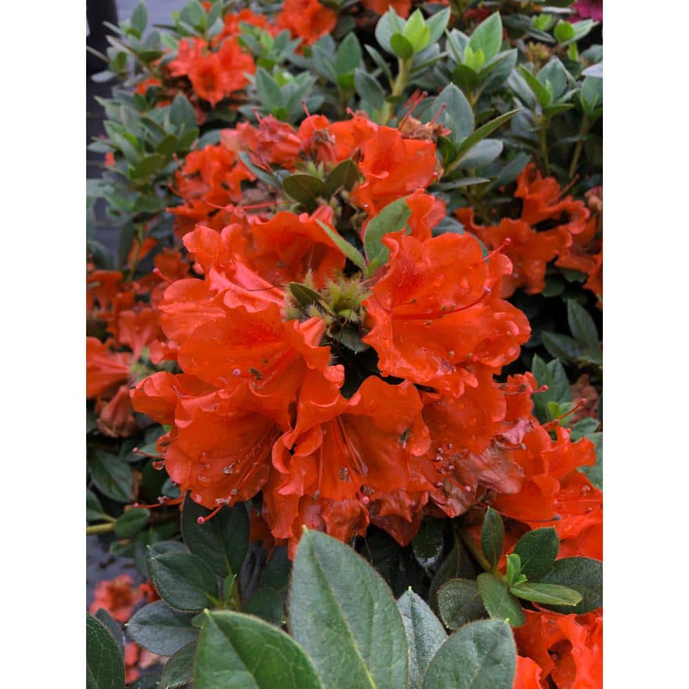 PROVEN WINNERS 4.5 in. qt. Perfecto Mundo Double Orange Reblooming ...