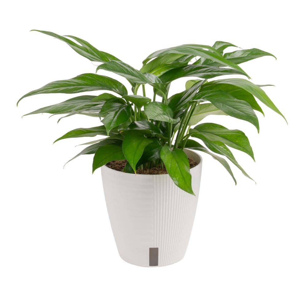 Costa Farms Baltic Blue Indoor Plant in 6 in. Self-Watering Planter ...