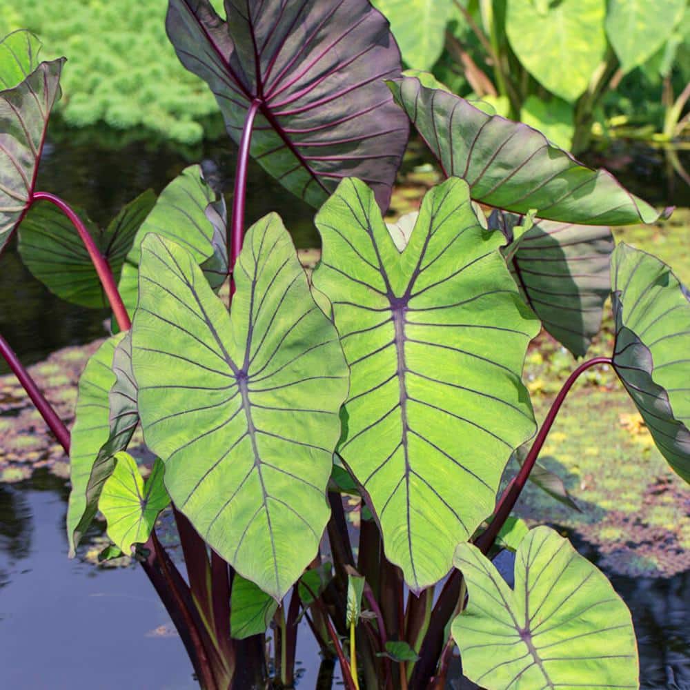 Garden State Bulb 7/9 in. Colocasia Blue Hawaii Elephant Ear Bulbs (Bag of 1) ECS-224-01-01 ...