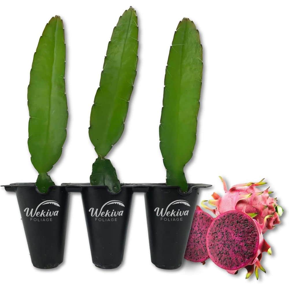 Wekiva Foliage Edgar's Baby Dragon Fruit Tree-3 Live Tissue Culture ...