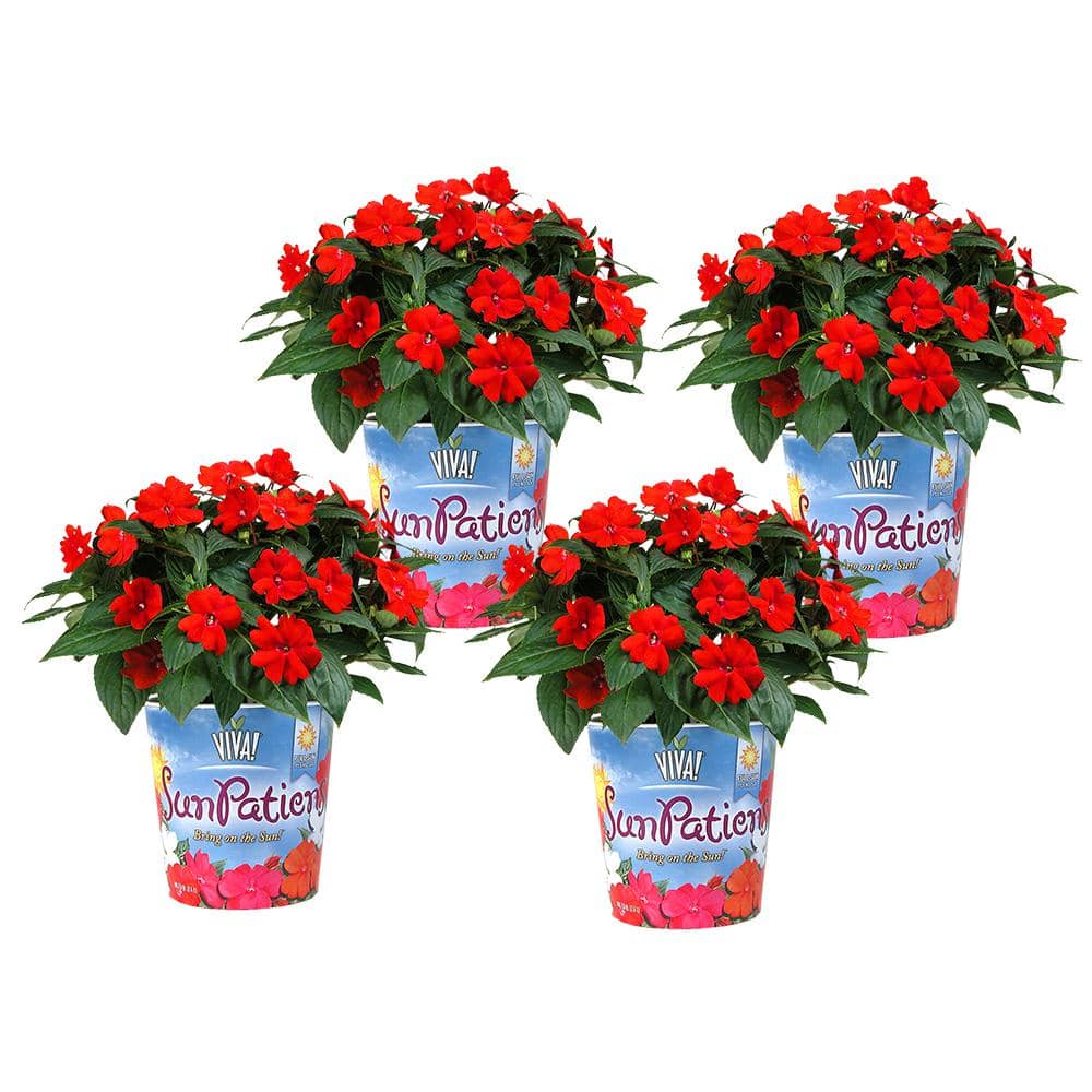 SunPatiens 1 Qt. Deep Red Compact Impatiens Outdoor Annual Plant with ...